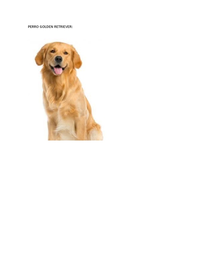 Perro Golden Retriever | PDF