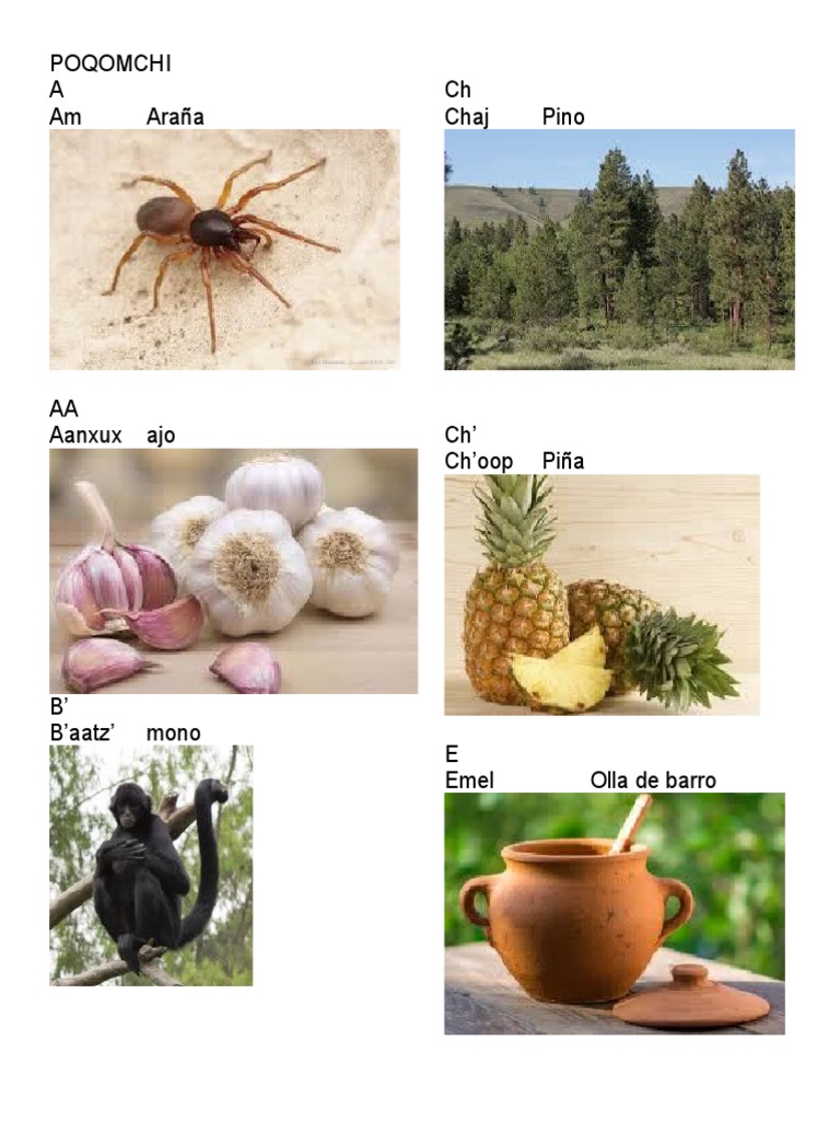 Abecedario Con Imagenes Poqomchi | PDF