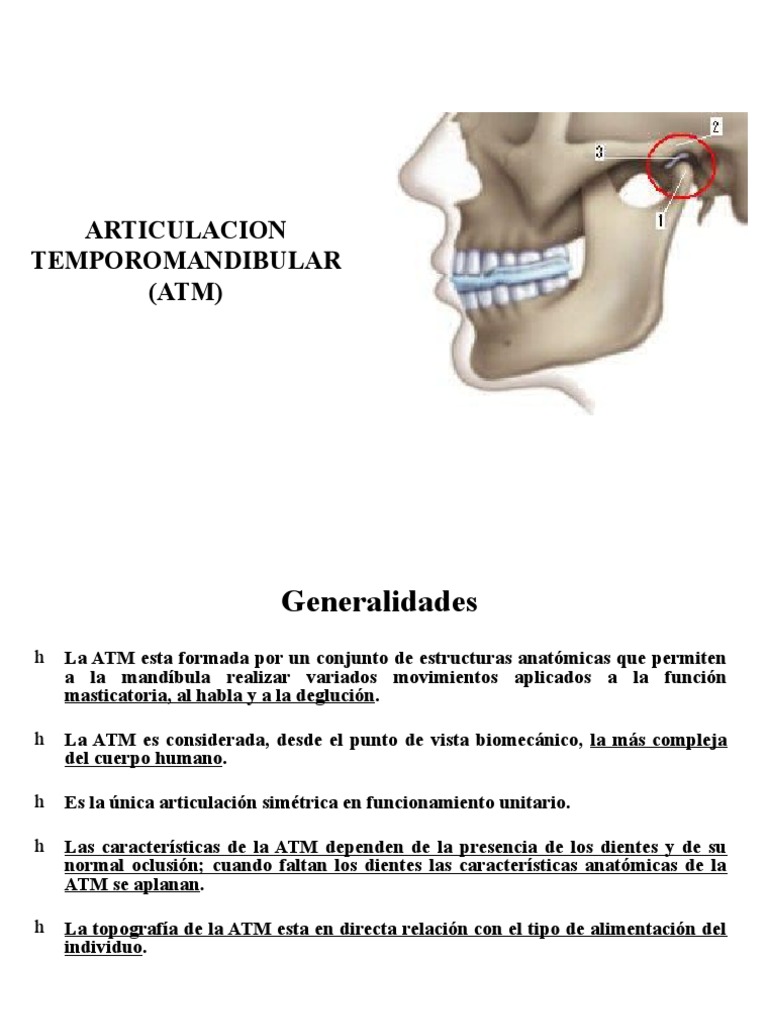 Articulacion Temporomandibular (ATM) | PDF | Sistema musculoesquelético ...