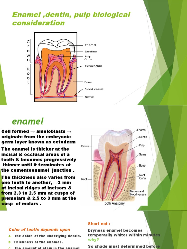 Enamel, Dentin, Pulp Biological Consideration | PDF | Dentin | Tooth Enamel