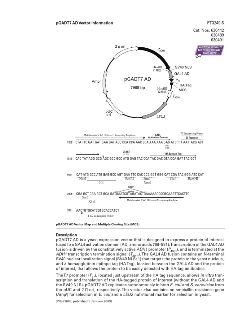 pGADT7 AD Vector Information | PDF | Vector (Molecular Biology) | Plasmid