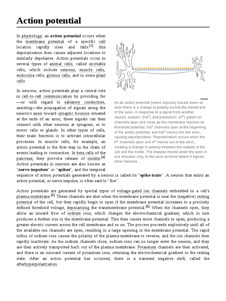 Action Potential | PDF | Action Potential | Chemical Synapse