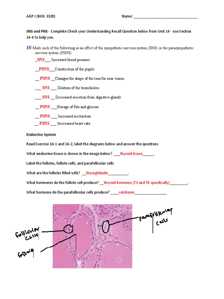 Lab 9 Activities Worksheet - PNS, ANS and Endocrine System | PDF ...