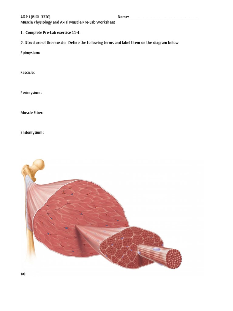 Prelab 5 Muscle Physiology and Axial Muscle Pre-Lab 5 | PDF | Muscle ...