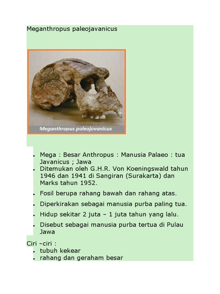 Meganthropus Paleojavanicus | PDF