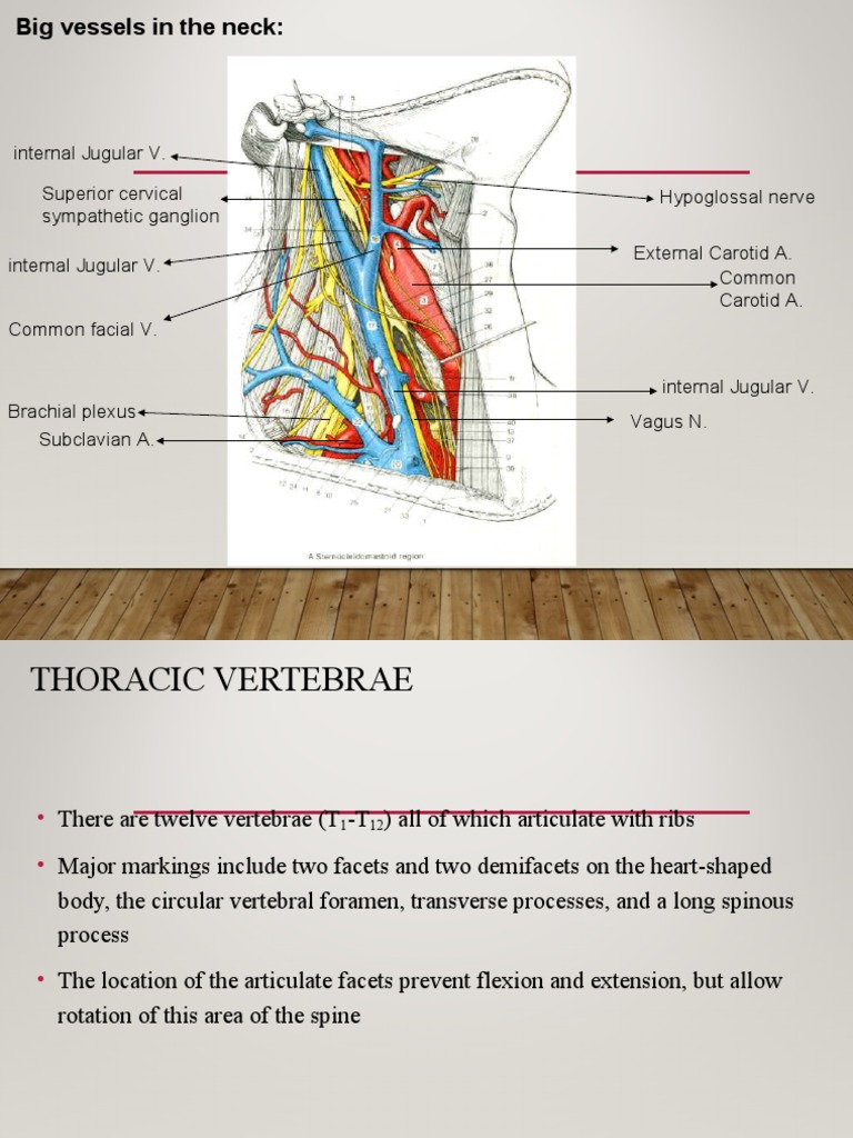 Superior Cervical Sympathetic Ganglion Internal Jugular V | PDF ...
