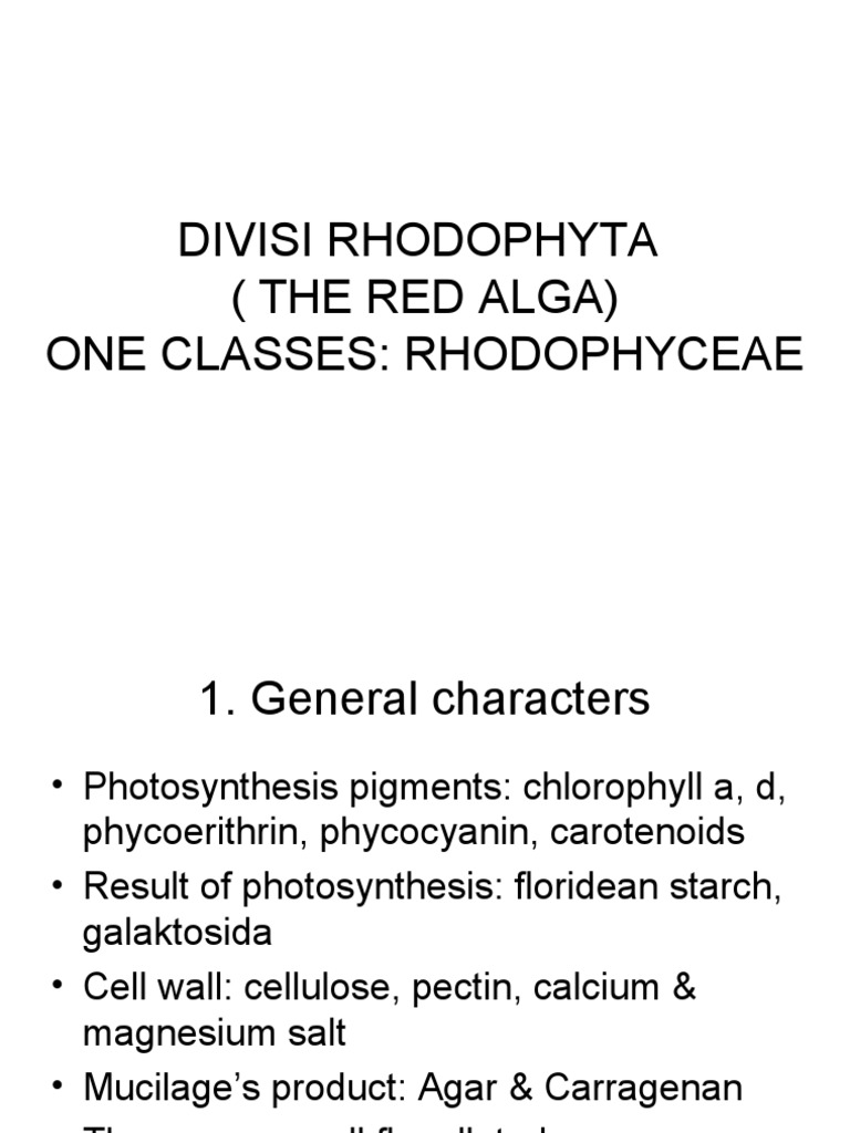 Divisi Rhodophyta (The Red Alga) One Classes: Rhodophyceae | Download ...