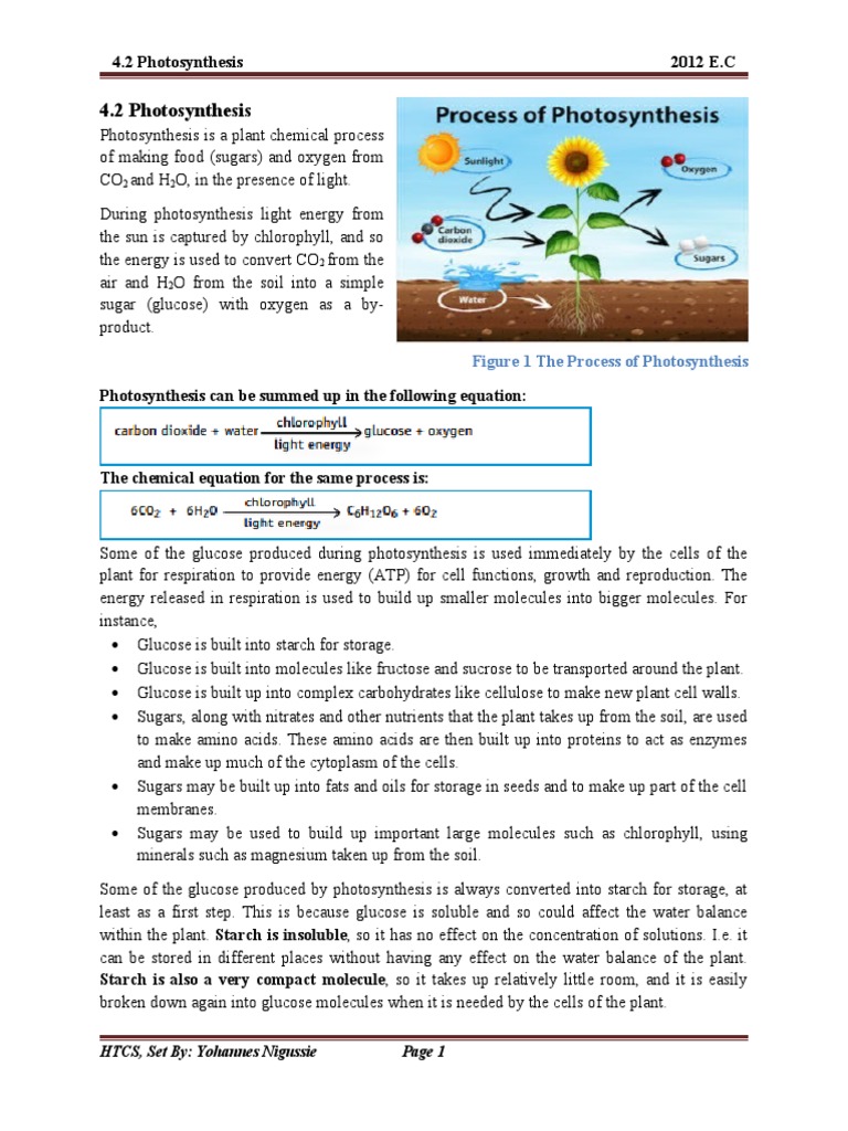 G-10 Biology, 4.2 Photosynthesis | PDF | Photosynthesis | Glucose