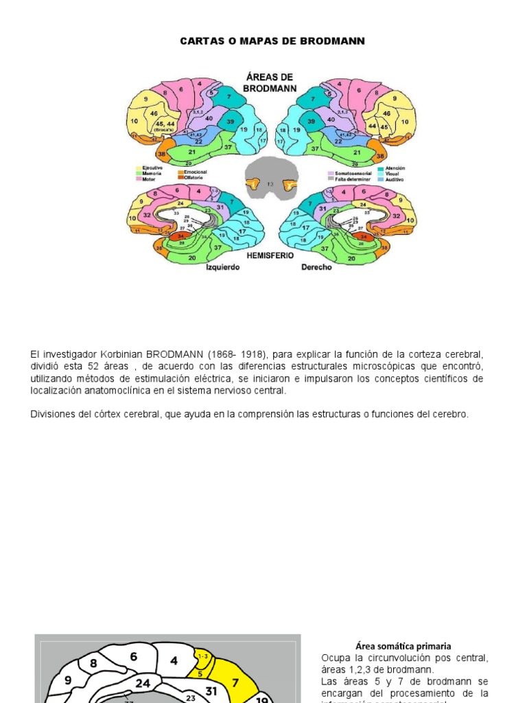 Cartas o Mapas de Brodmann | PDF | Corteza cerebral | Lóbulo temporal