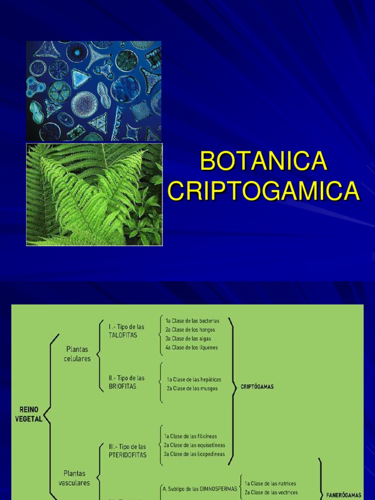 CRIPTOGAMAS 1 de DR Dante Choquehuanca Panclas | PDF | Taxonomía ...
