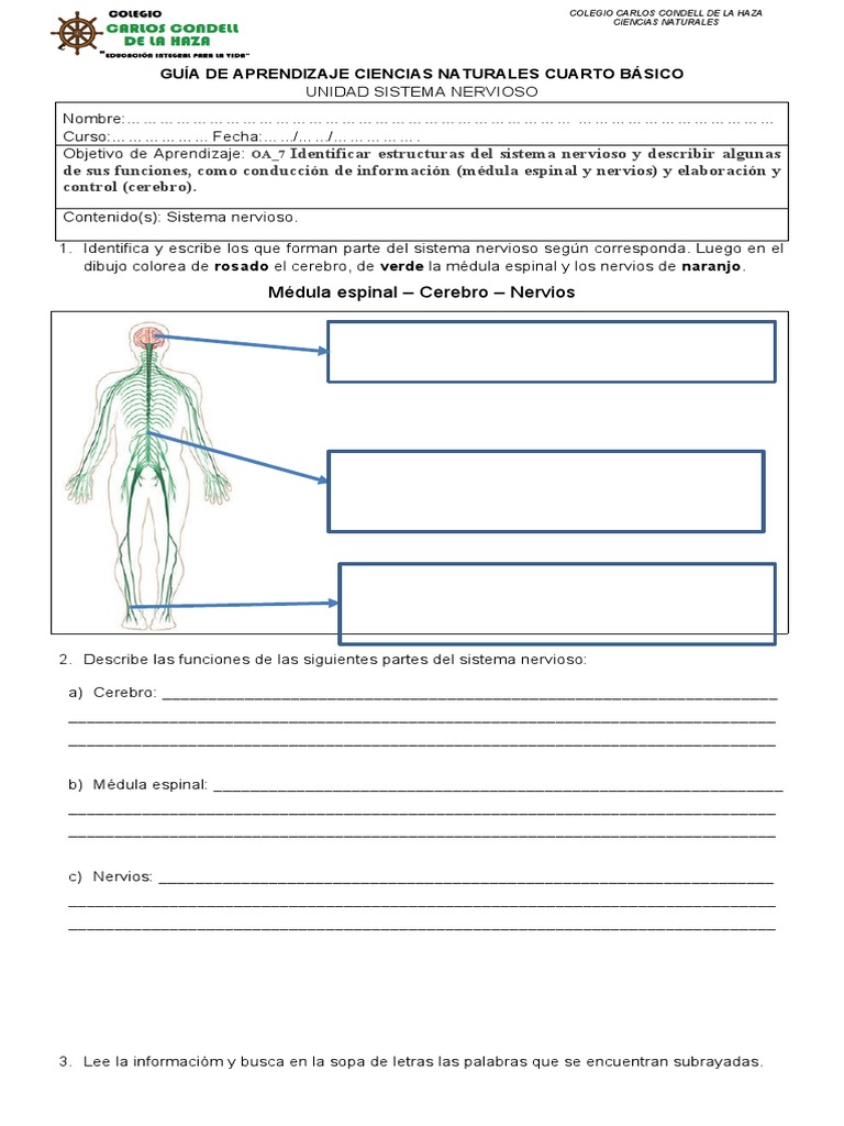 GUIA Sistema Nervioso | PDF | Cerebro | Nervio
