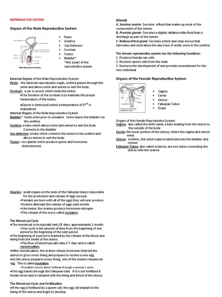 Reproductive System Notes | PDF | Reproductive System | Ovary