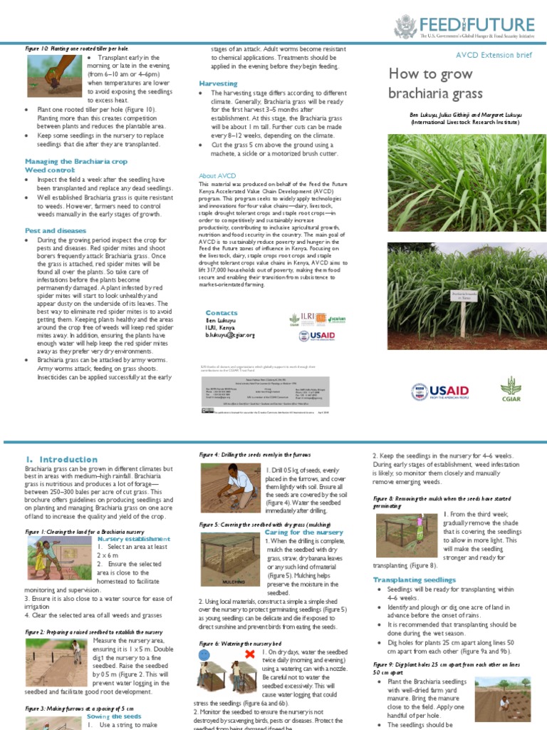 How To Grow Brachiaria Grass: Harvesting | PDF | Plant Nursery | Mulch