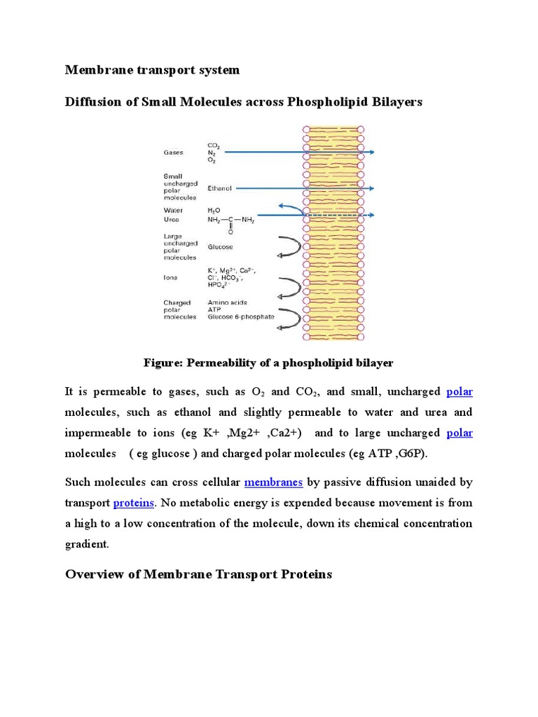 Membrane Transport System | PDF | Electron Transport Chain | Cell Membrane