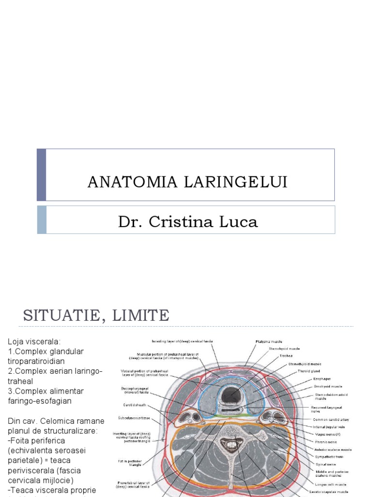 Pu Laringele | PDF | Animal Anatomy | Human Head And Neck