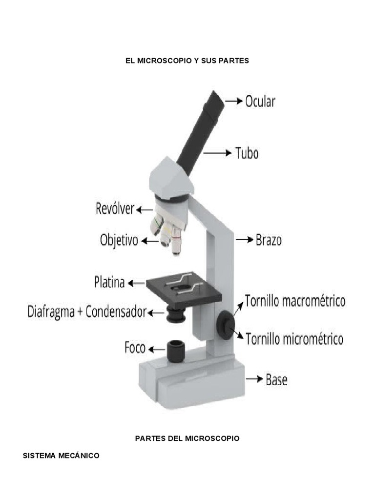 Partes Del Microscopio Y Objetivos Microscopio Optico Garantía ICB