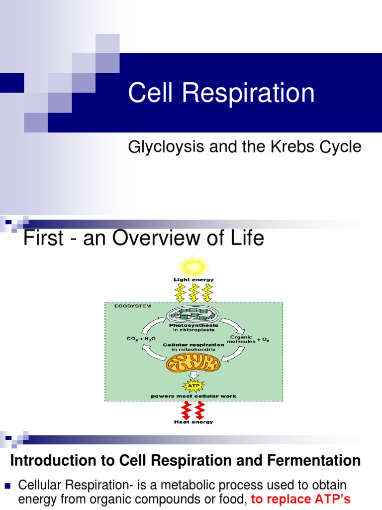 Cell Respiration | PDF | Cellular Respiration | Glycolysis