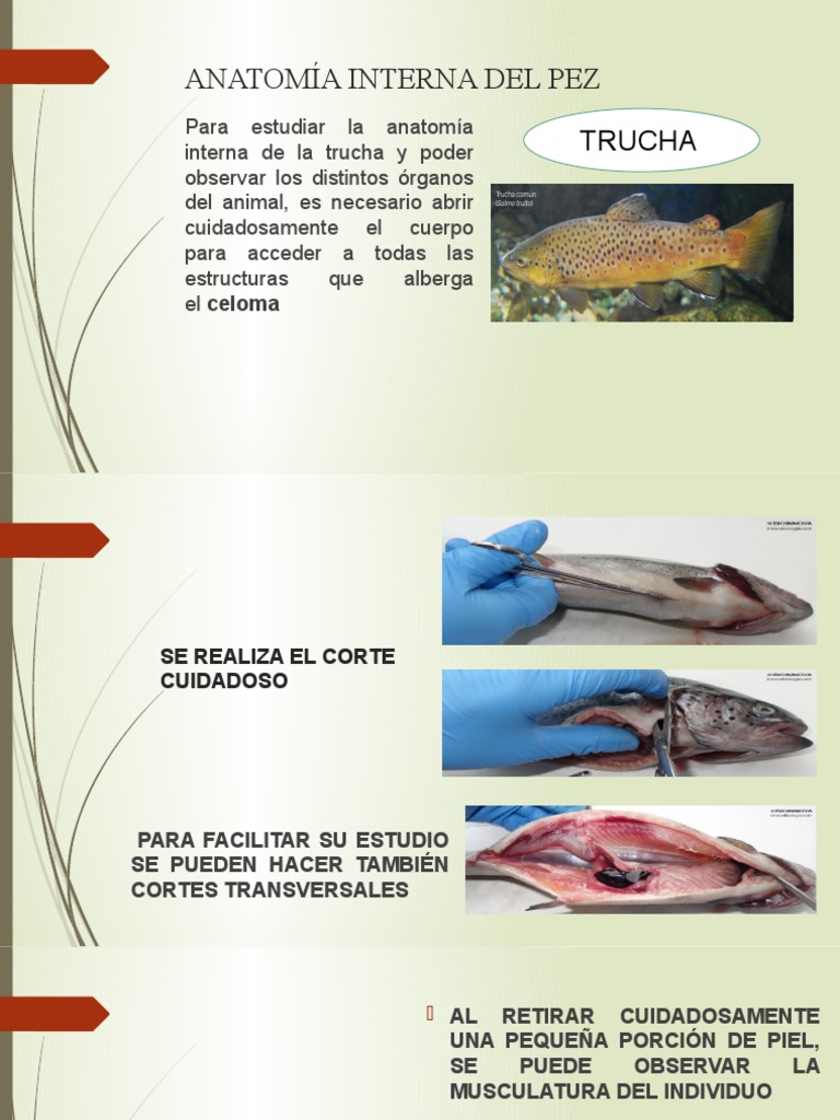 Anatomía Interna Del Pez | PDF