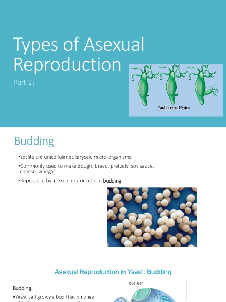 Types of Asexual Reproduction Part 2 | PDF | Horticultural Techniques ...