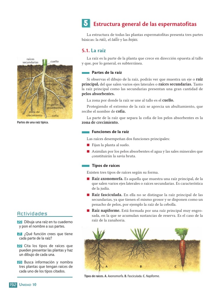Estructura General de Las Espermatofitas: La Raíz | PDF | Raíz | Tallo de la planta