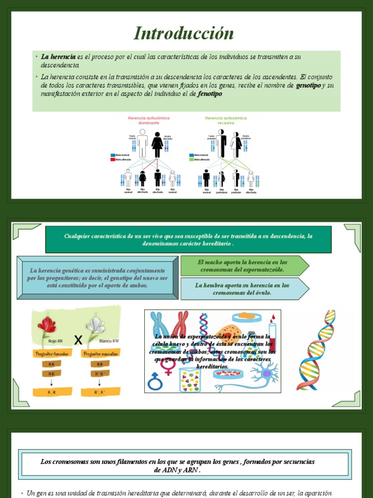 Herencia, La Codominancia y Los Alelos Múltiples | PDF | Dominancia ...