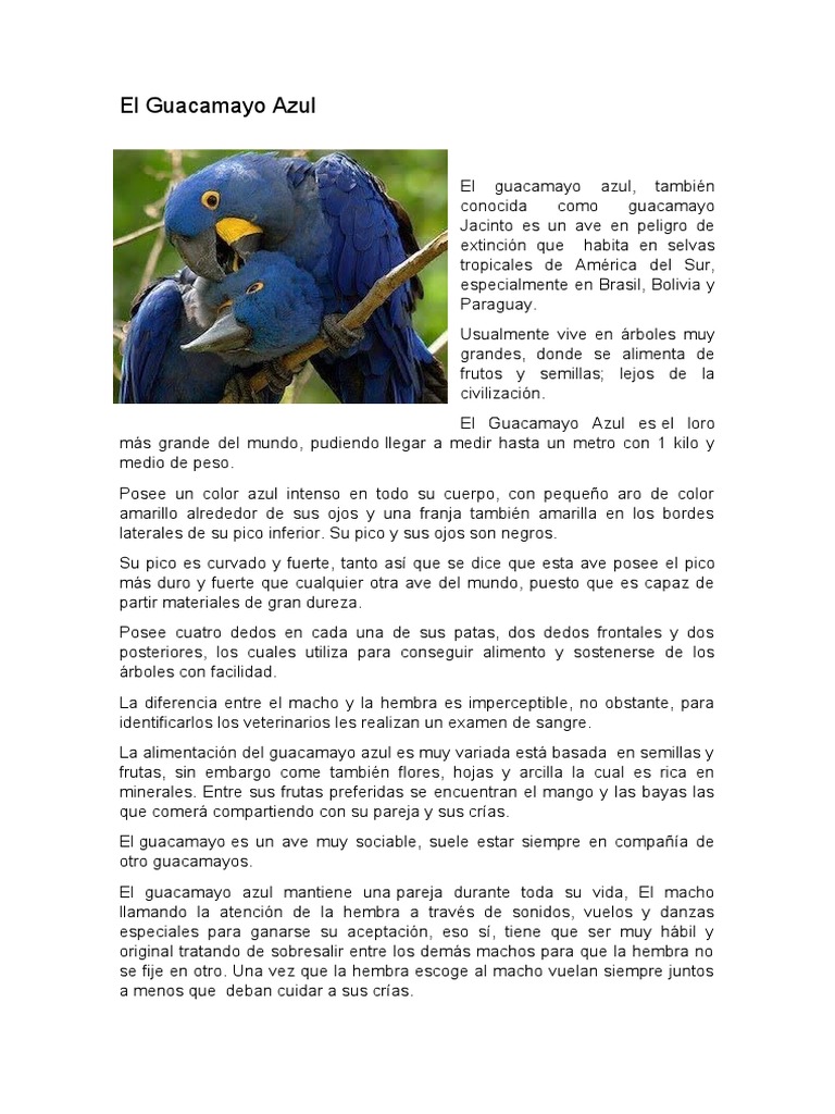 Guacamayo Azul | PDF | Aves | Aves holarctic