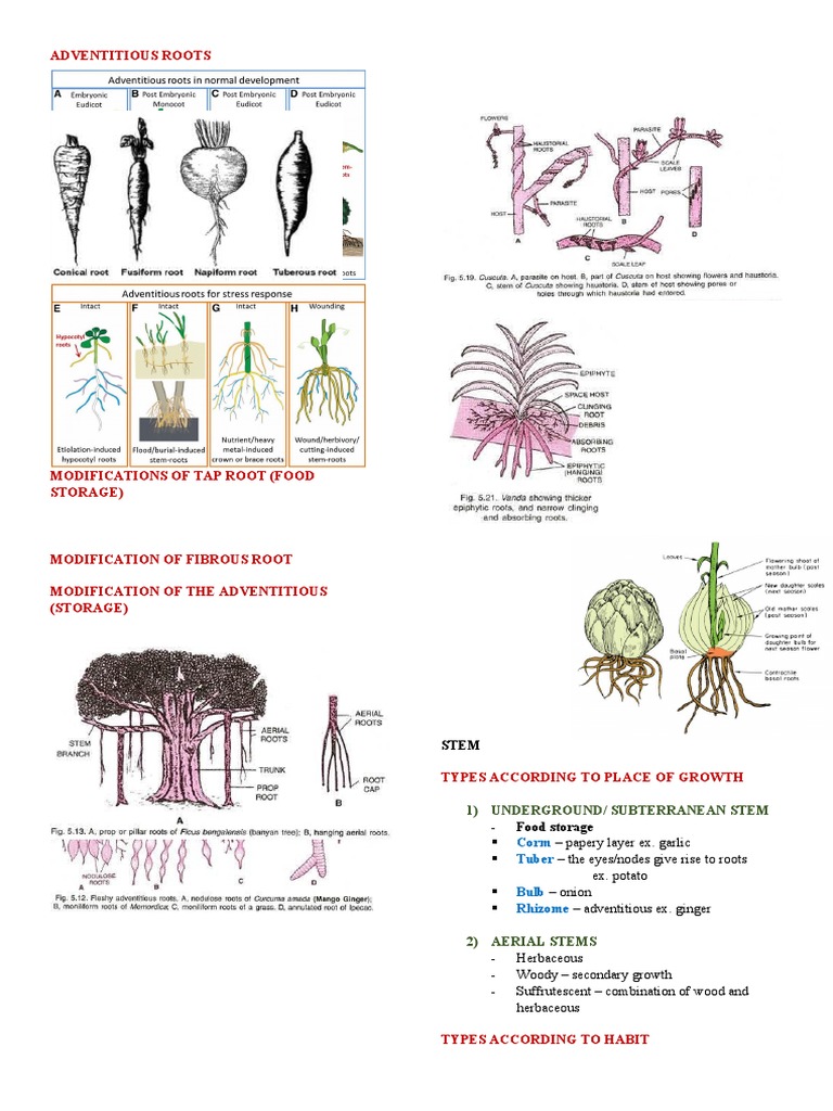 Plant Root and Stem Modifications | PDF | Foreign Language Studies