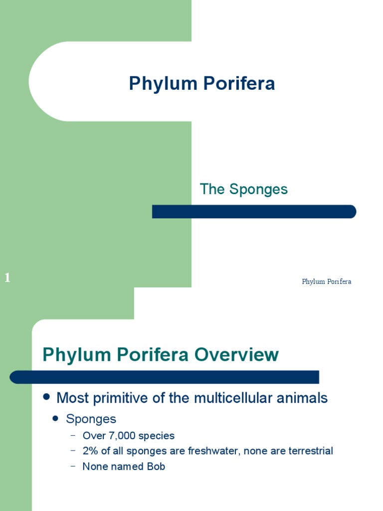 Zoology - (Sponges) Porifera | PDF | Sponge | Aquatic Animals