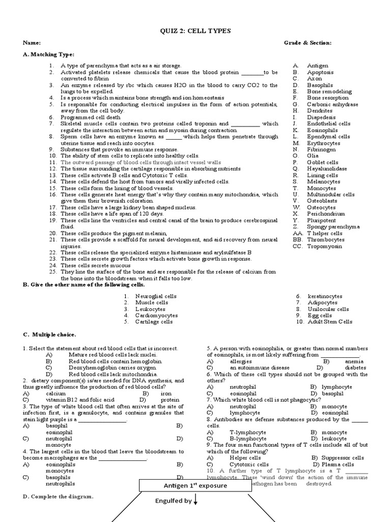 GENERAL BIOLOGY Cell Types Quiz | Download Free PDF | White Blood Cell ...
