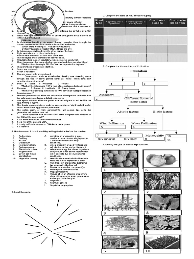 General Biology 2 Reproductive System | PDF | Sexual Reproduction ...