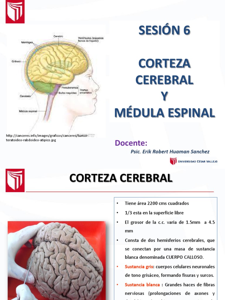Clase 6 - Corteza y Médula Espinal | PDF | Médula espinal | Cerebro