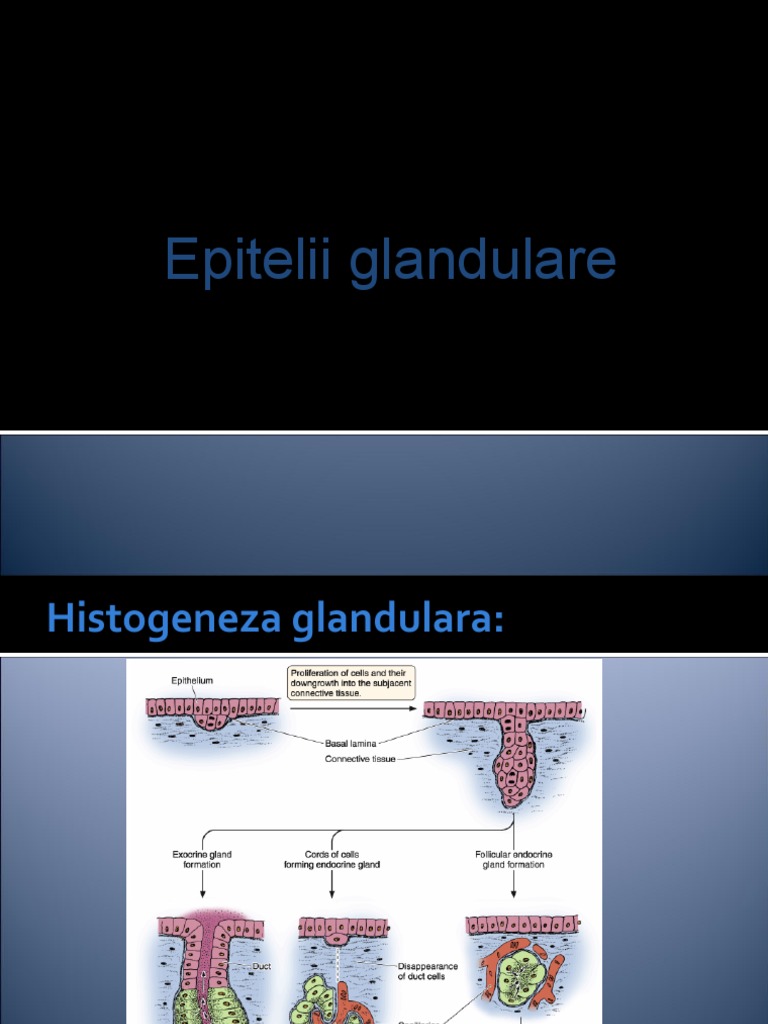 Epitelii Glandulare | PDF