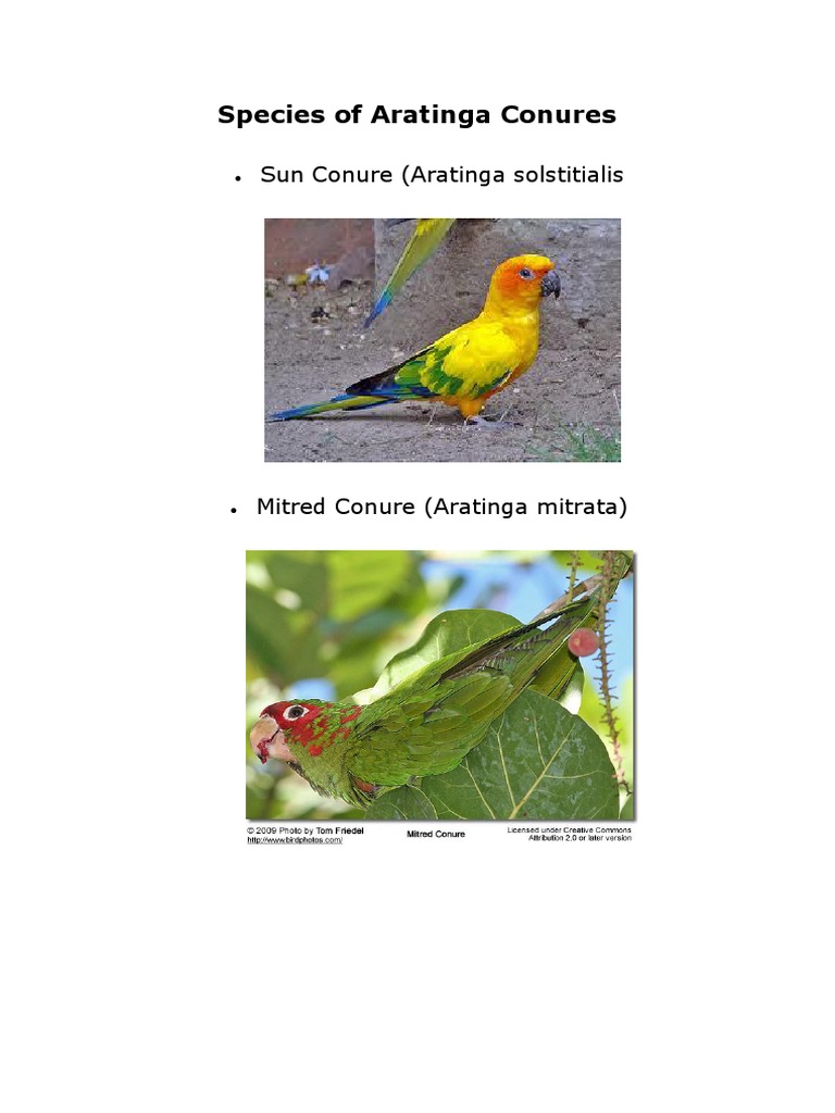 Species of Aratinga Conures PDF | PDF | Home & Garden