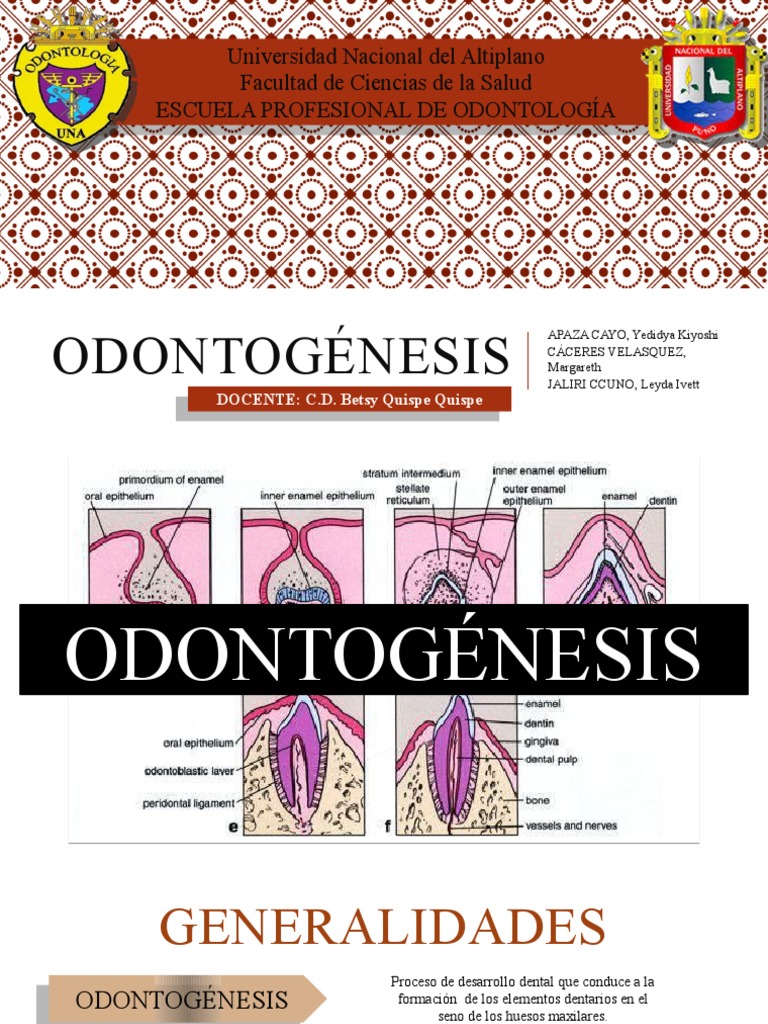 ODONTOGÉNESIS | PDF | Epitelio | Esmalte de dientes