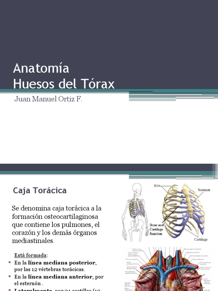 Anatomía del Tórax: Huesos y Estructuras | PDF | Vértebra | Tórax