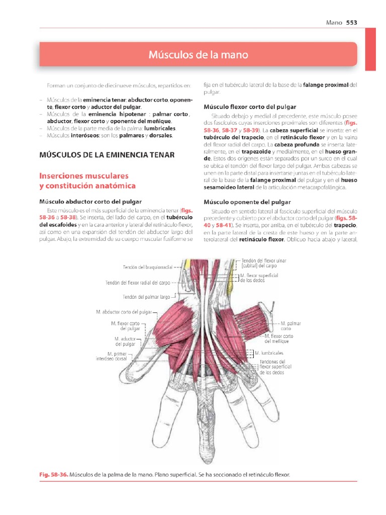 Músculos de La Mano | PDF