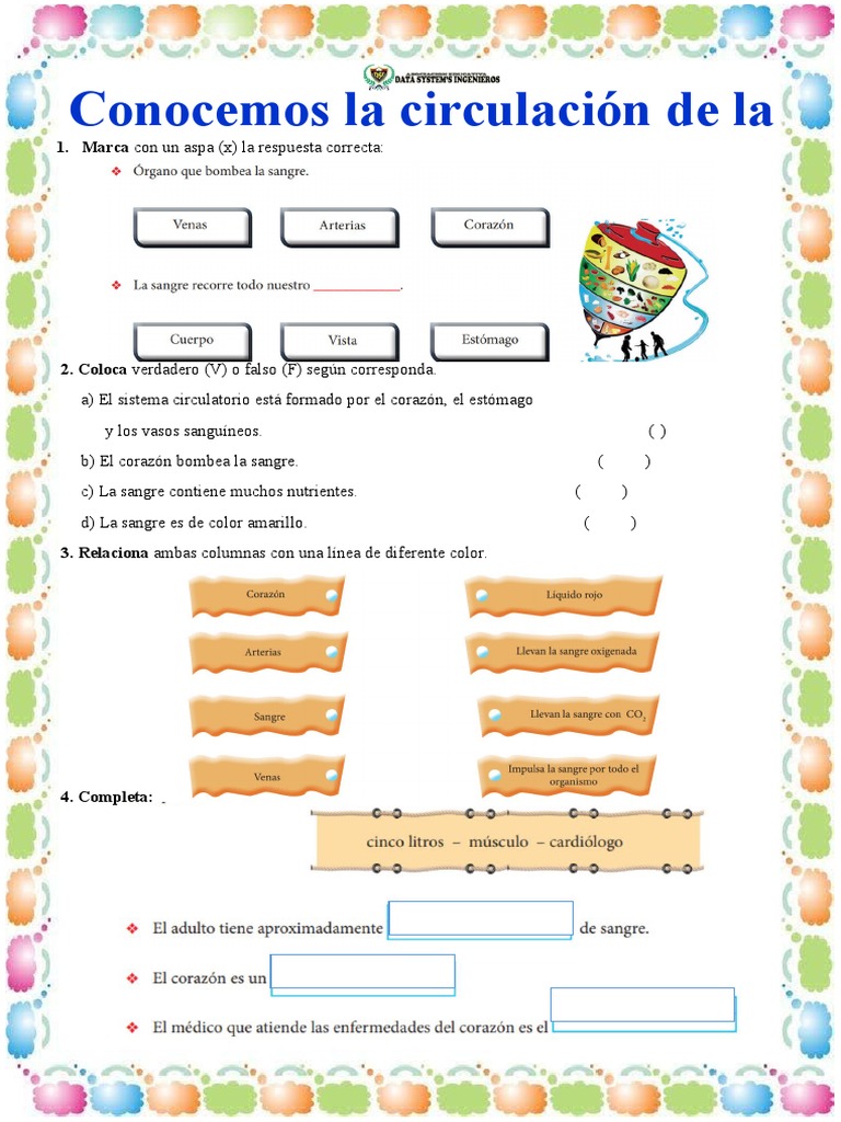 Actividades sobre el sistema circulatorio | PDF