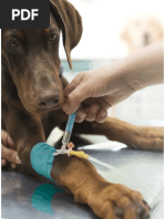 IRIS CKD Staging Guide for Dogs and Cats | PDF | Chronic Kidney Disease ...