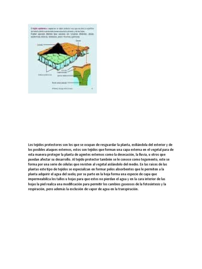 Los Tejidos Protectores Son Los Que Se Ocupan de Resguardar La Planta ...