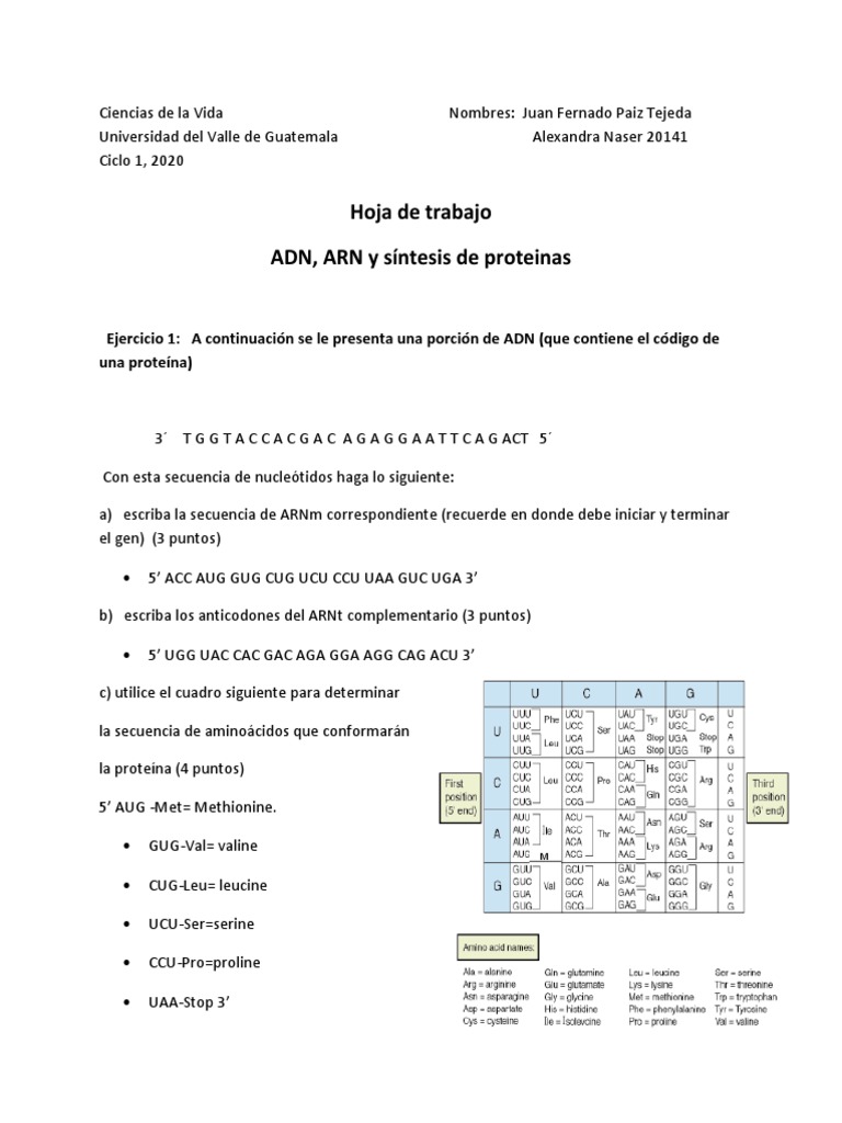 Hoja de Trabajo ADN y Síntesis de Proteinas-2-1 PDF | Descargar gratis ...