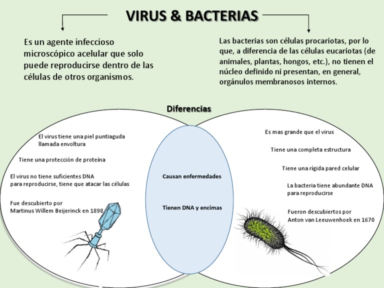 Infografia Virus Bacterias | PDF