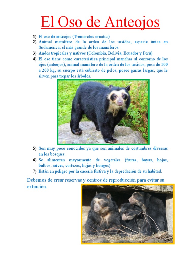 El Oso | PDF