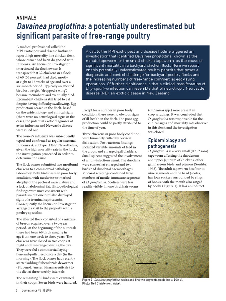 Davainea Proglottina - A Potentially Underestimated PDF | PDF | Chicken ...