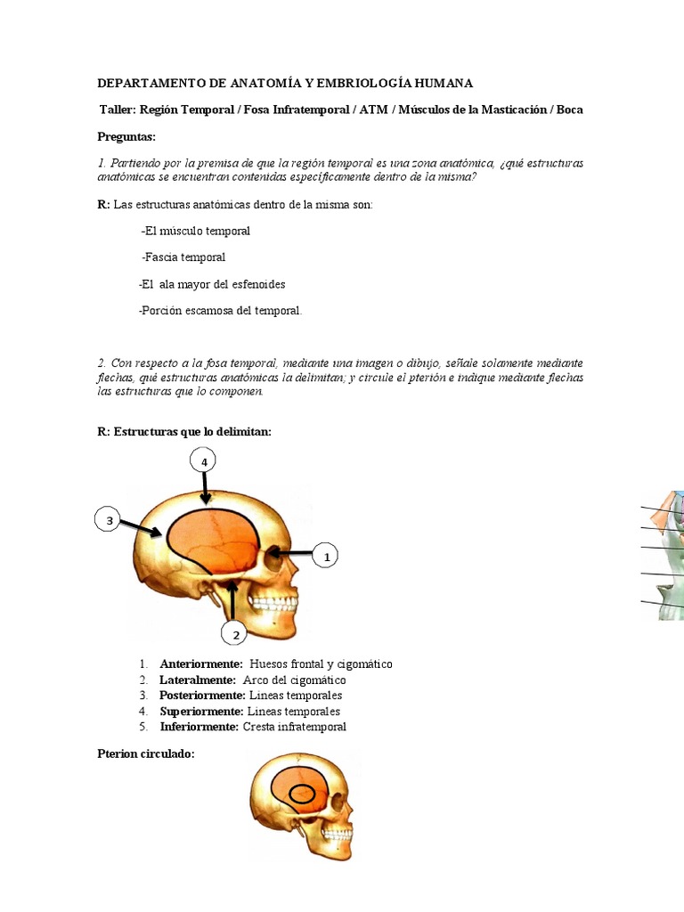 Fosa Temporal. 2 | PDF | Cabeza y cuello humanos | Anatomía humana