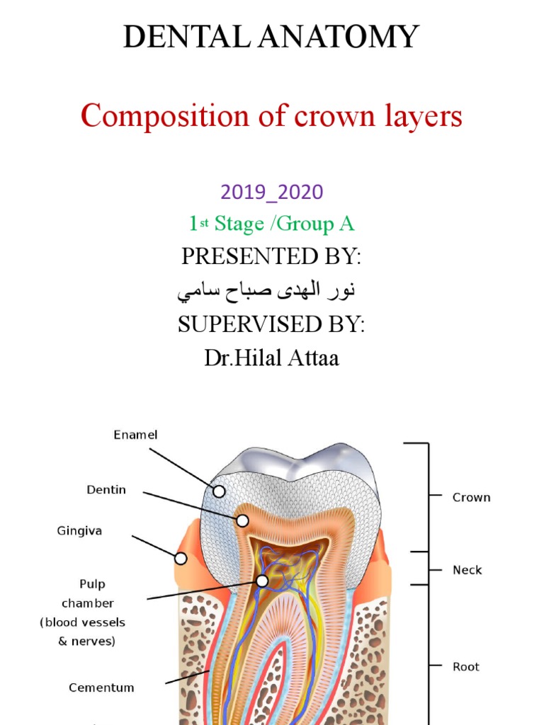 Composition of Crown Layers: Dental Anatomy | PDF