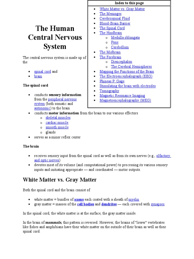 The Human Central Nervous System | PDF | Spinal Cord | Brain