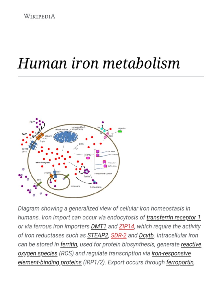 Human Iron Metabolism - Wikipedia | PDF | Molecular Biology | Cell Biology