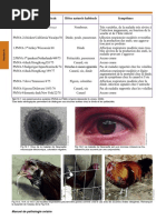 Le Priapisme | PDF | Vaisseau sanguin | Spécialités médicales