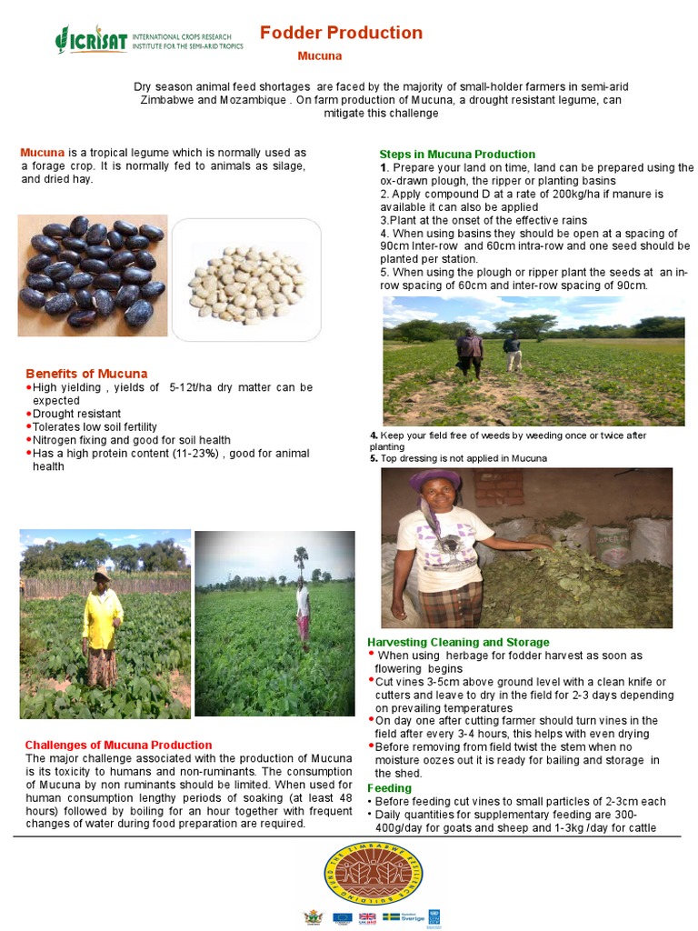 Fodder Production Poster Mucuna | PDF | Fodder | Legume