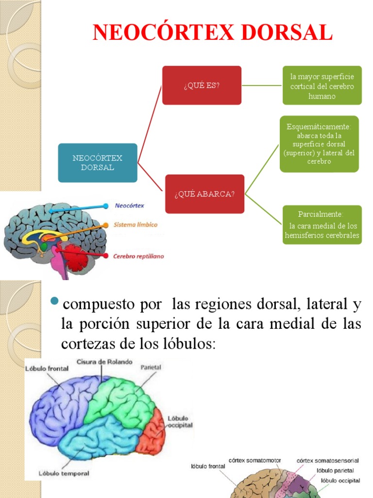 Neocórtex Dorsal Expo | PDF